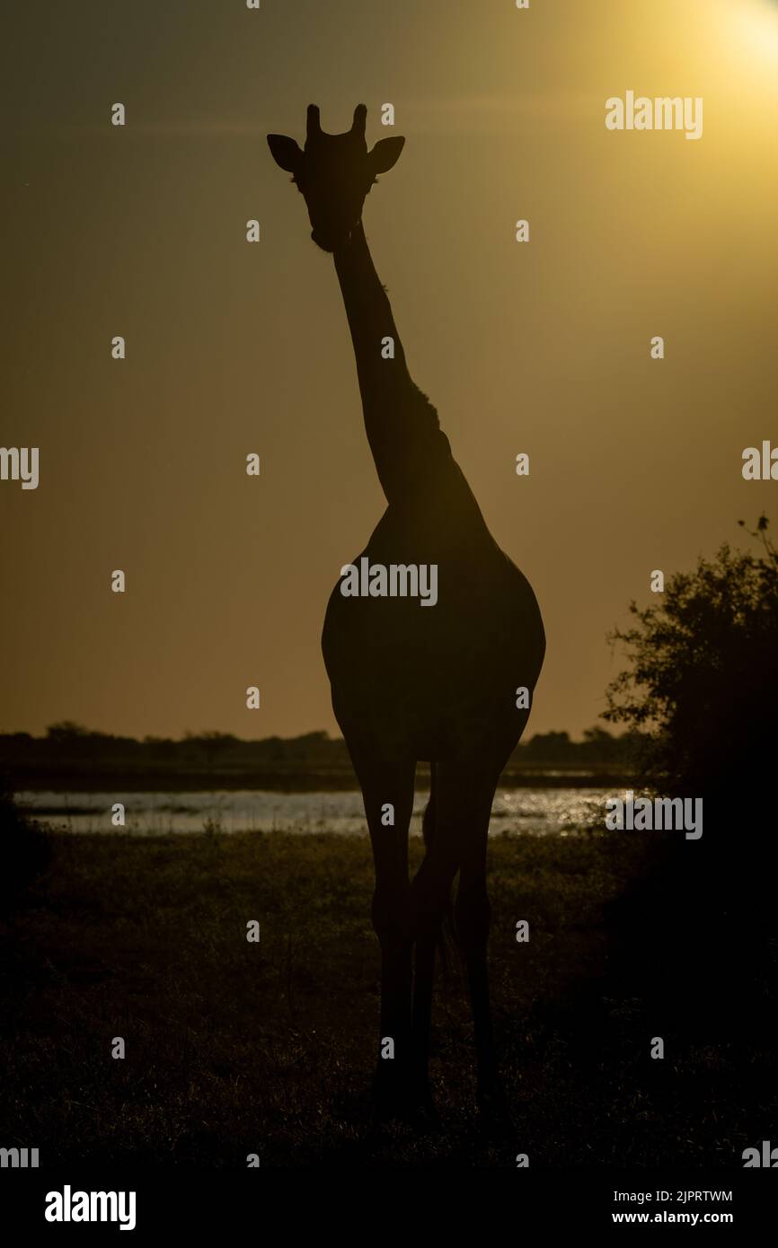 Southern giraffe stands eyeing camera in silhouette Stock Photo - Alamy