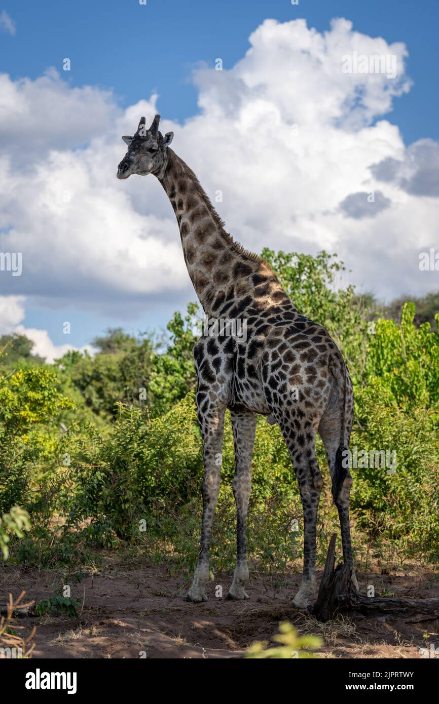 Southern giraffe stands in shade looking round Stock Photo - Alamy