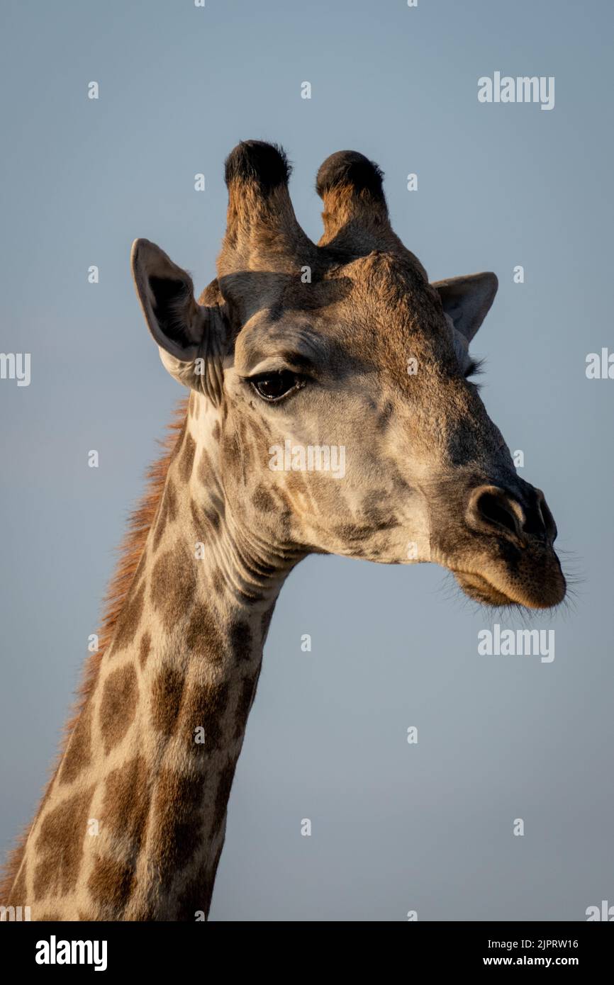 Close up angolan giraffe hi-res stock photography and images - Alamy