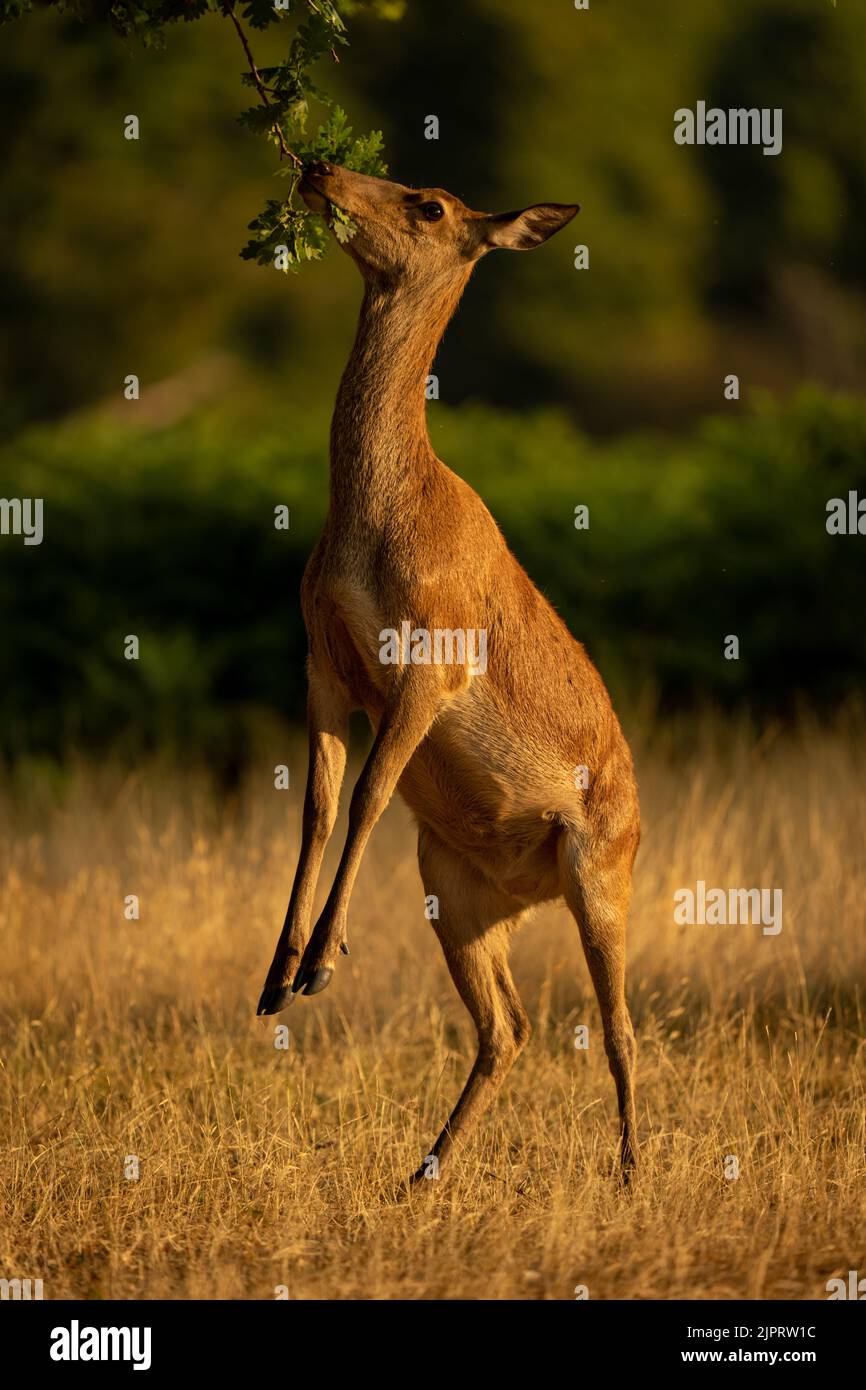 Female red deer browses on hind legs Stock Photo - Alamy