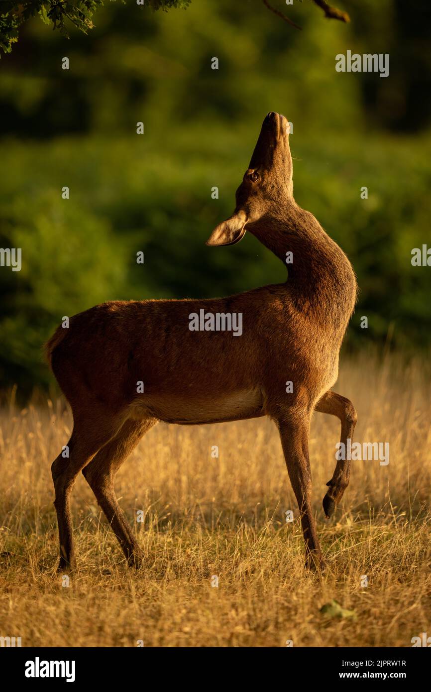 Female red deer looks up to leaves Stock Photo - Alamy