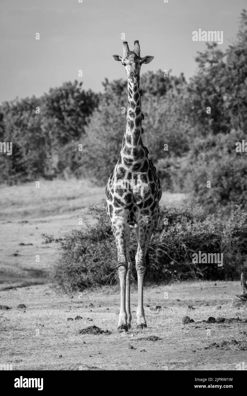 Mono male southern giraffe stands on shoreline Stock Photo - Alamy
