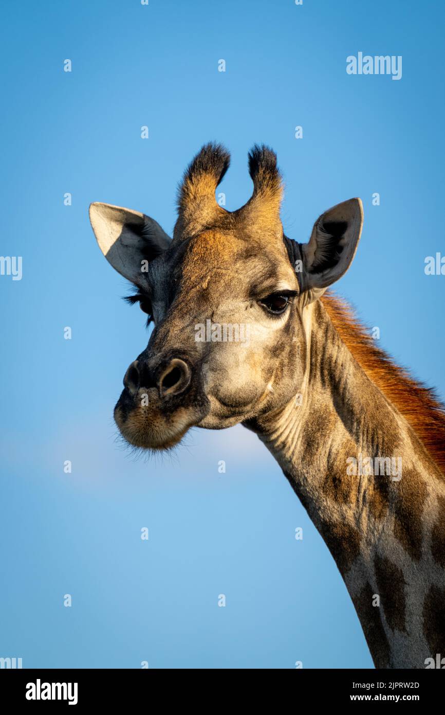 Giraffe turning head hi-res stock photography and images - Alamy