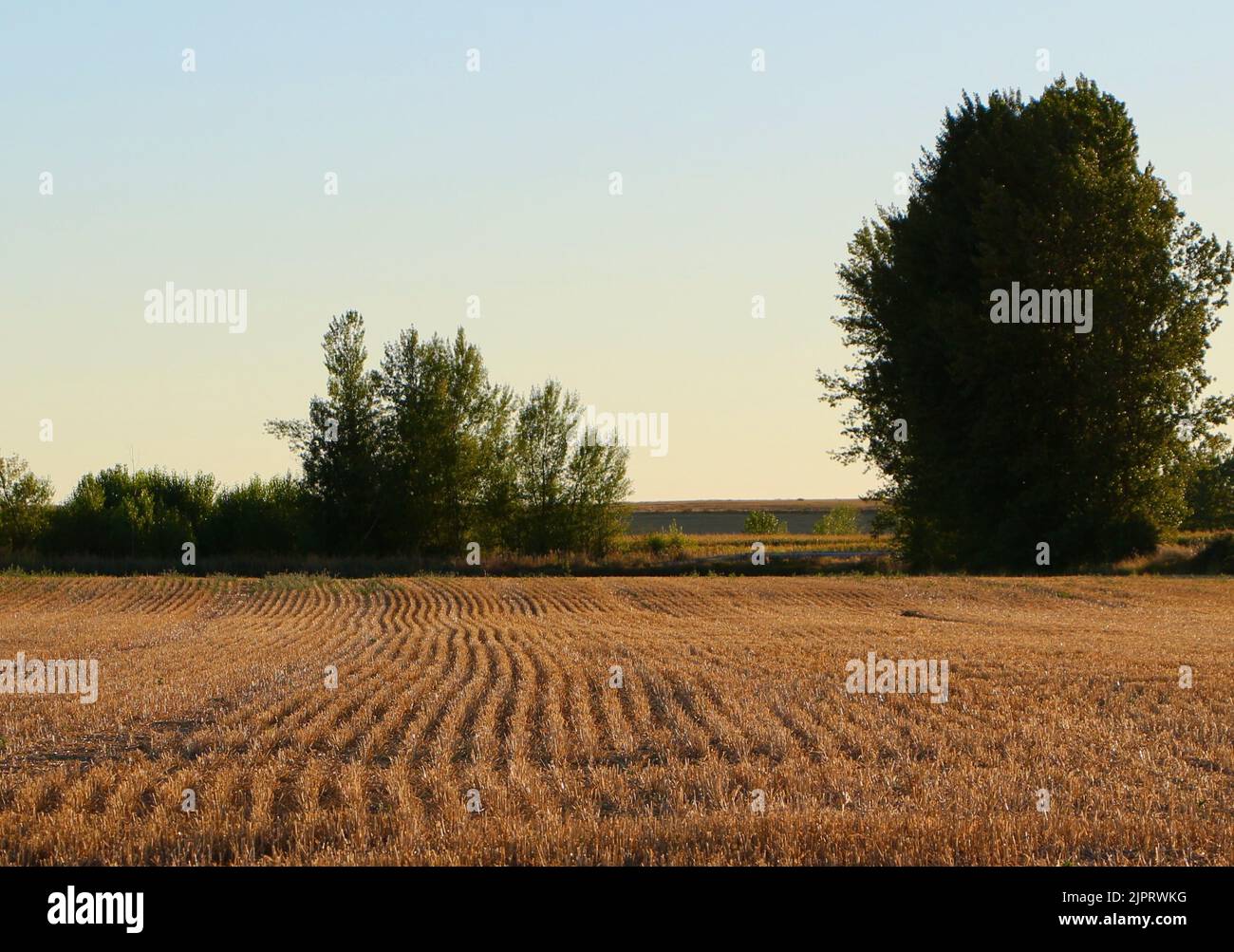 Field of stubble from a cereal crop Late evening sunlight on an August ...