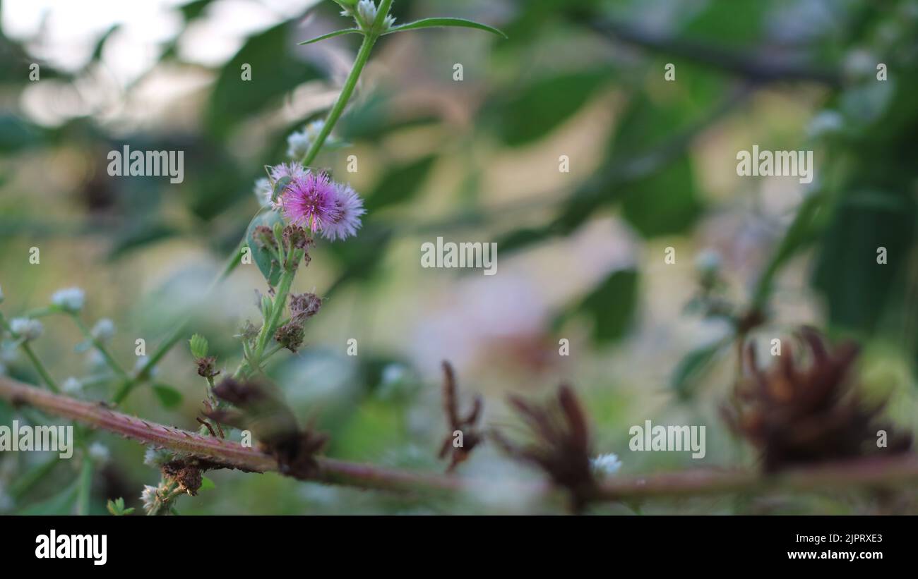 Red shy in morning hi-res stock photography and images - Alamy