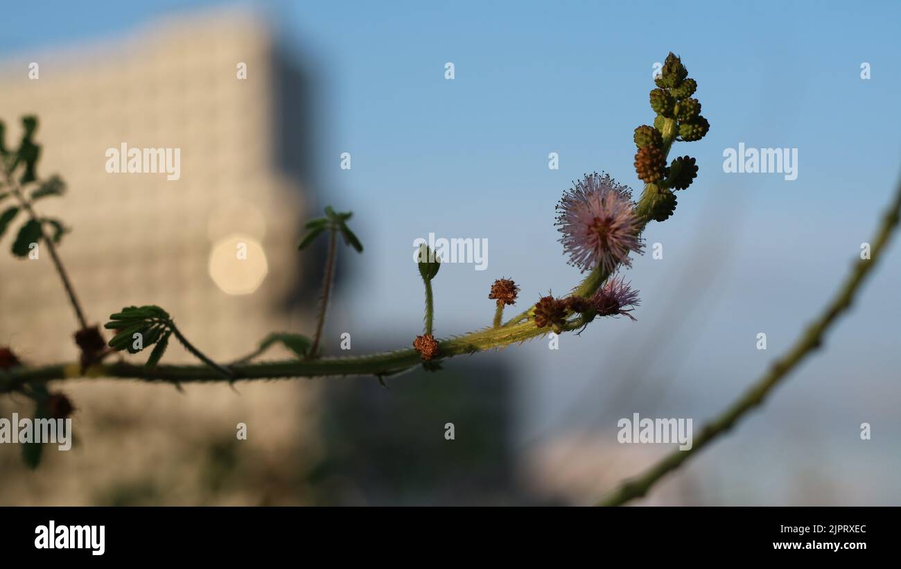 Red shy in morning hi-res stock photography and images - Alamy