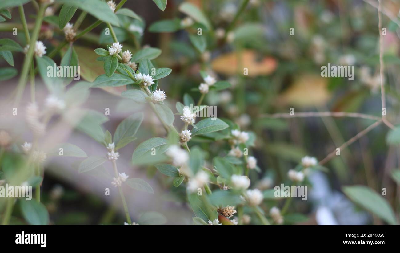 white vines that have small leaves look beautiful Stock Photo - Alamy