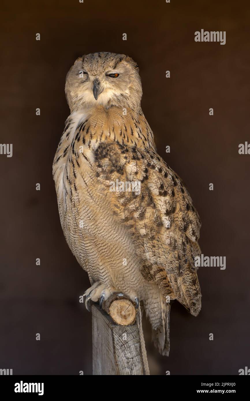 close portrait of an owl head isolated background Stock Photo - Alamy