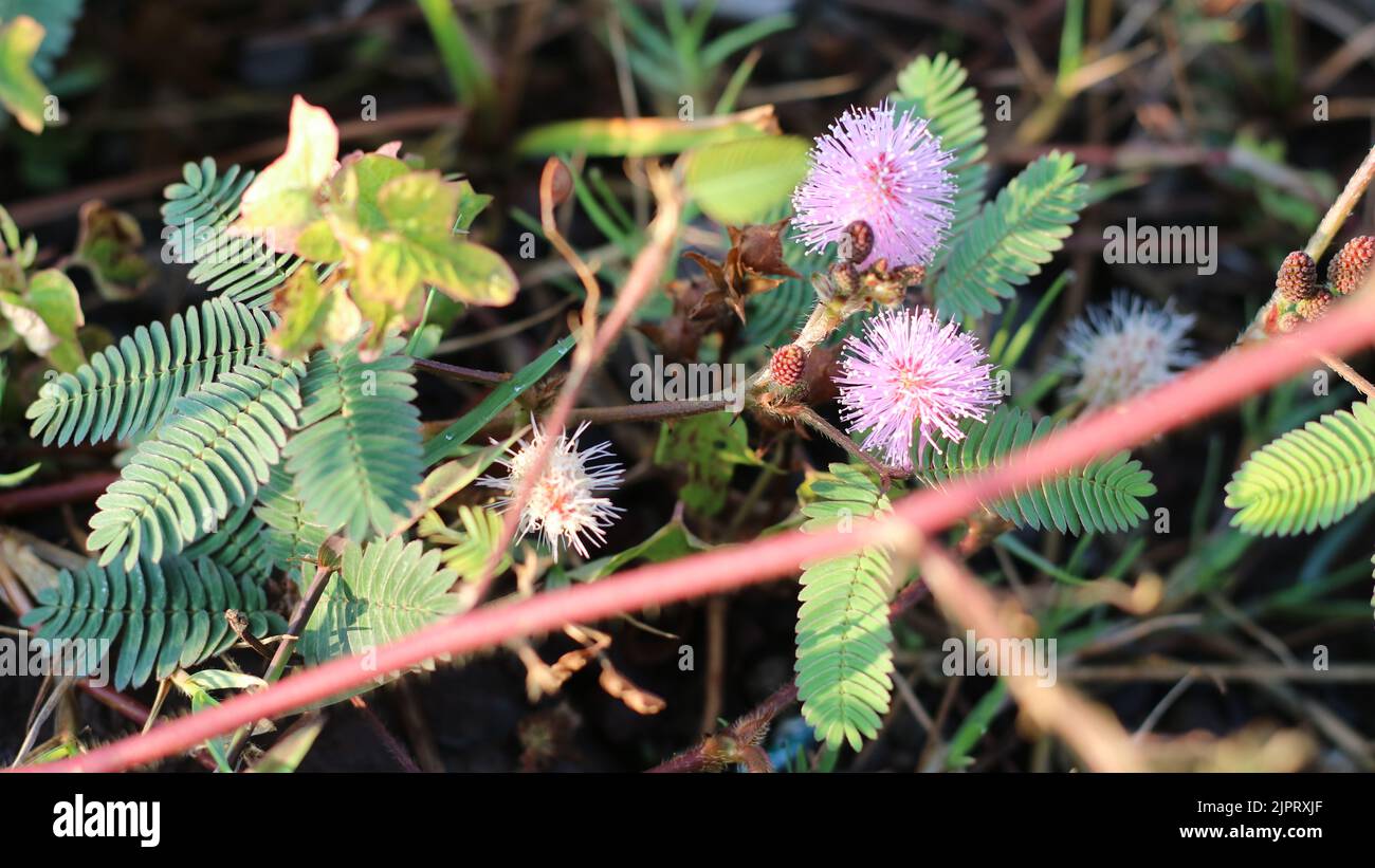 The shy princess flower that is blooming in the morning Stock Photo - Alamy