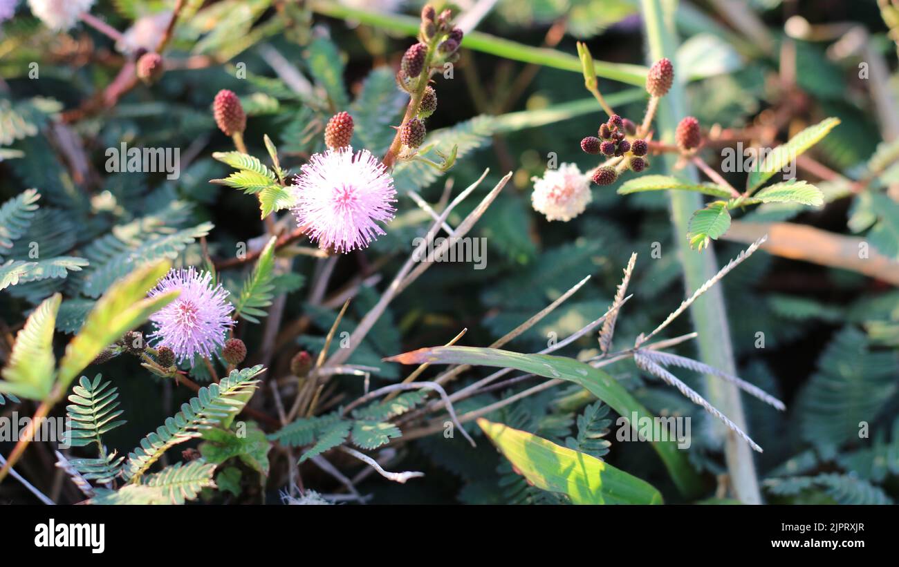 The shy princess flower that is blooming in the morning Stock Photo - Alamy