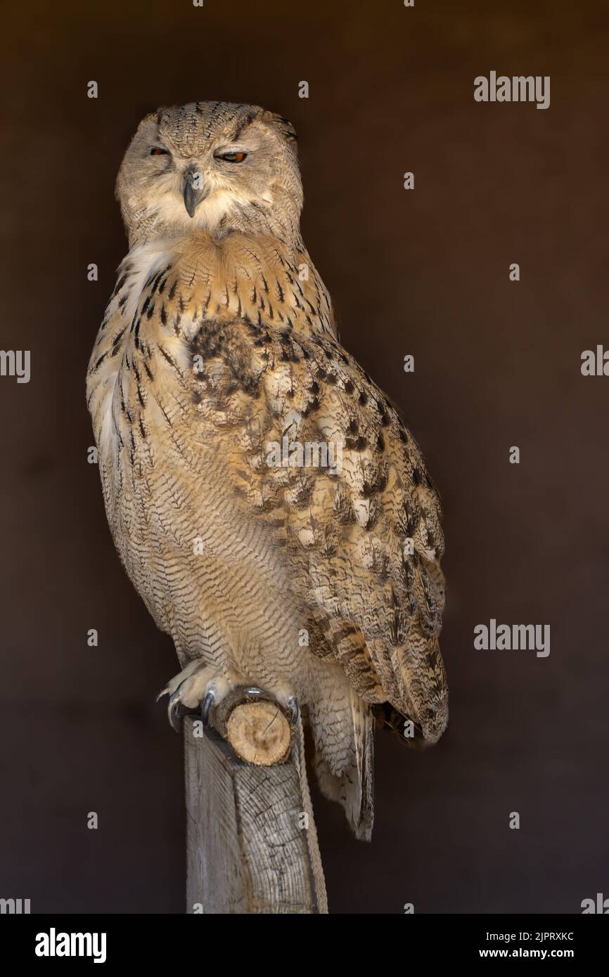 close portrait of an owl head isolated background Stock Photo - Alamy
