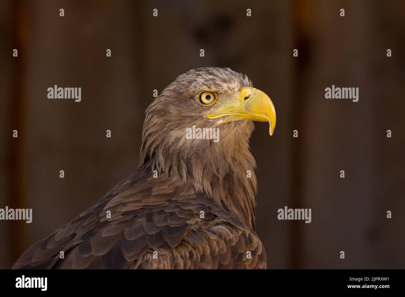 close portrait of an eagle head isolated background Stock Photo - Alamy