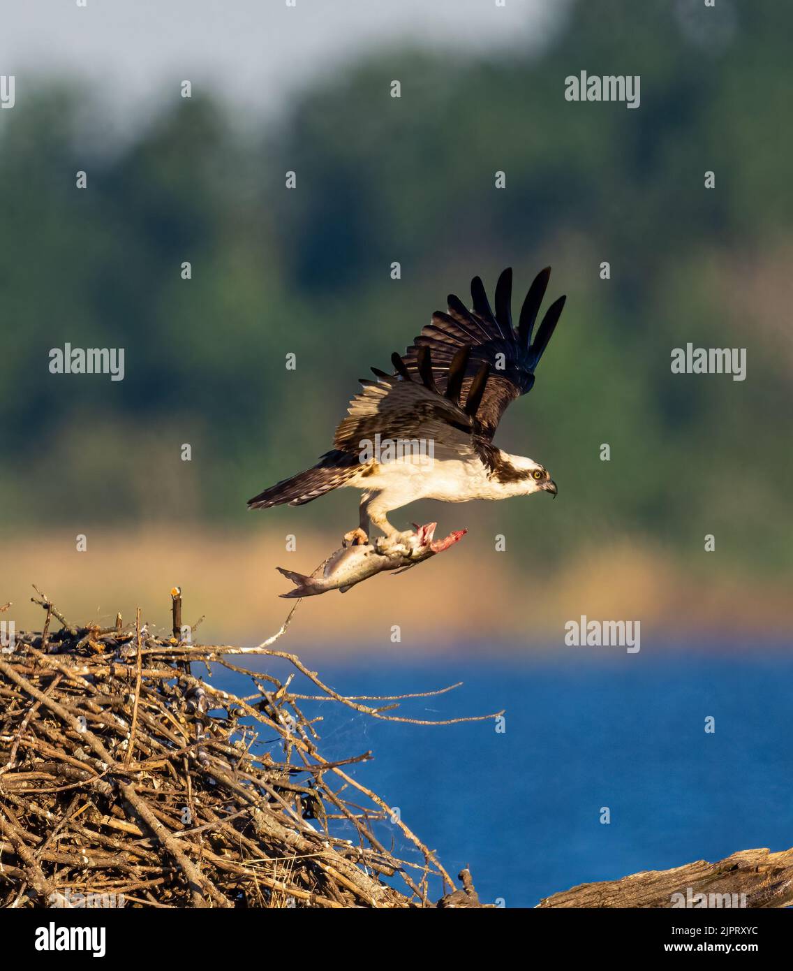 A vertical shot of a hawk with a caught fish flying over a nest above ...