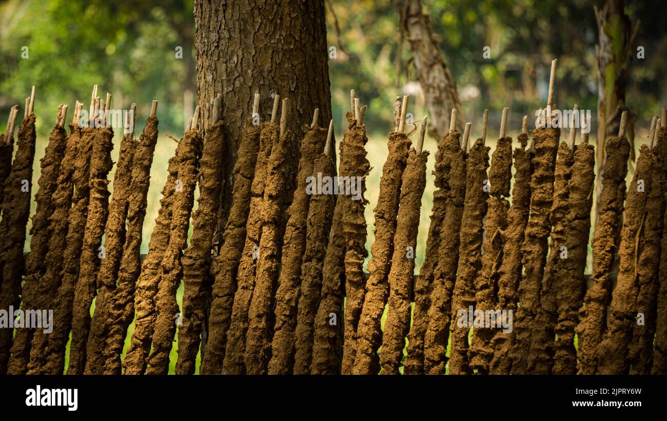 Stick of Cow dung. Rows of handmade dung sticks. It is used as a ...