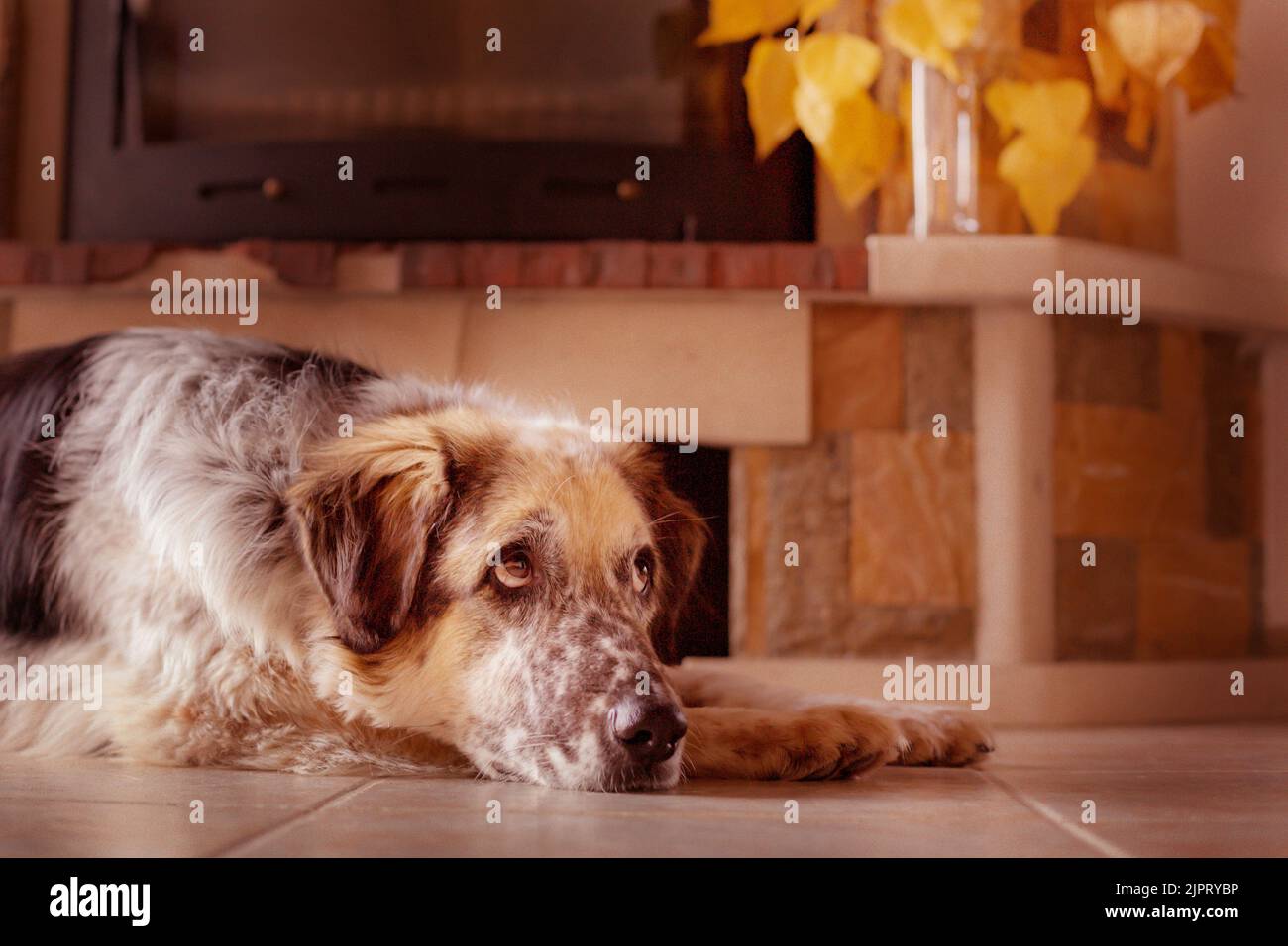 Funny big dog lying down on the tiles floor near to a fireplace Stock ...