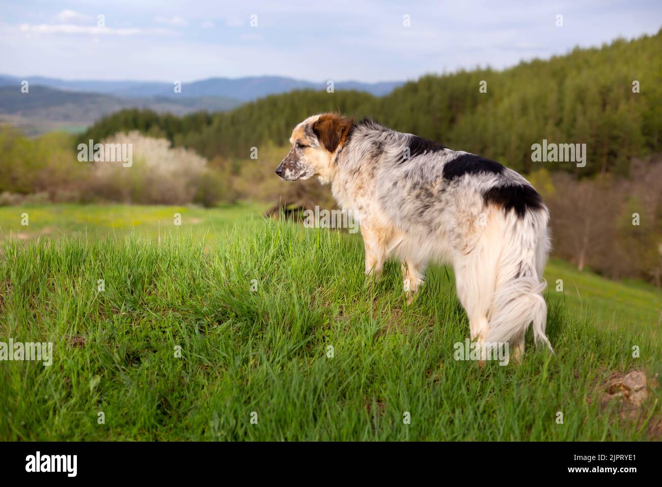 Dog looking at spring mountains panorama view from high hill Stock ...