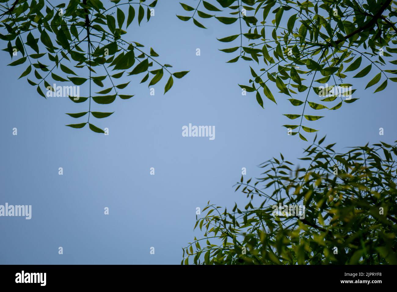 Indian neem tree hi-res stock photography and images - Alamy