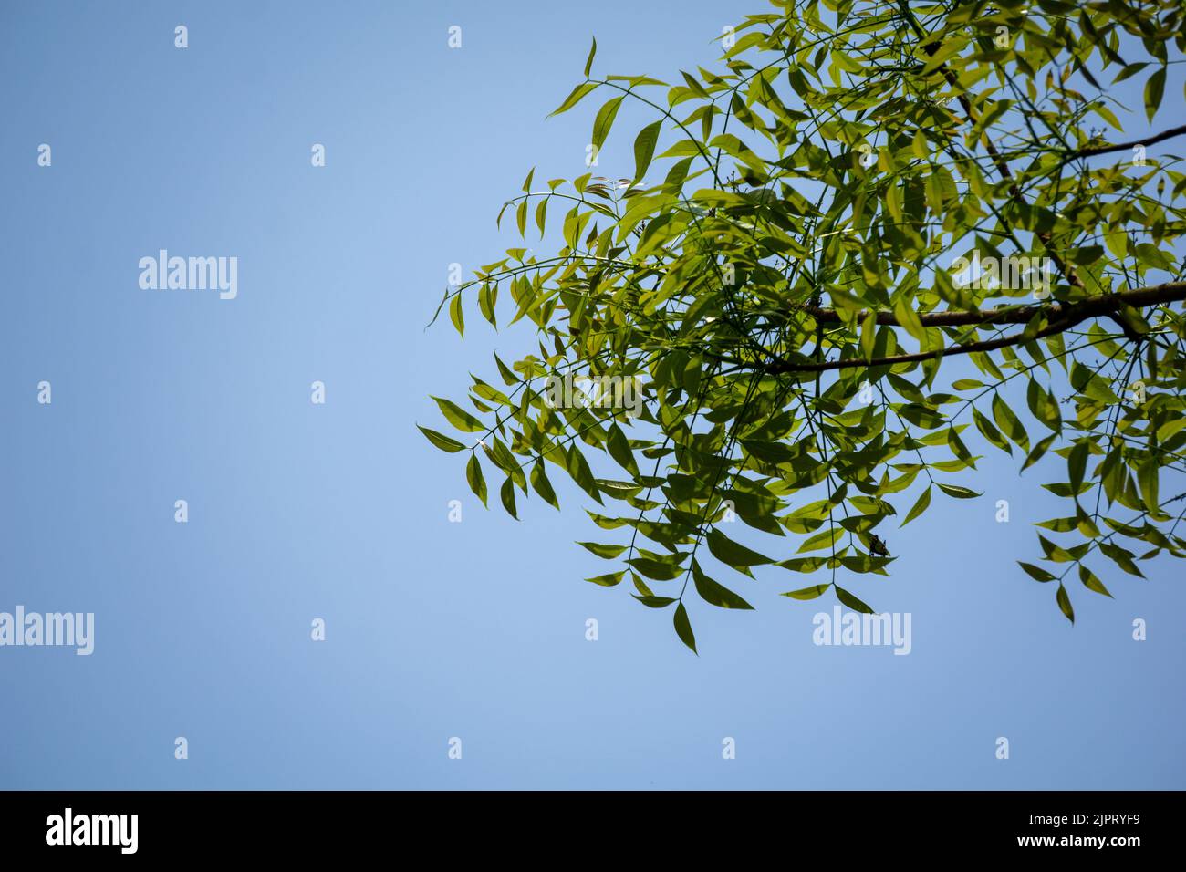 Azadirachta indica, commonly known as neem, nimtree or Indian lilac, is ...