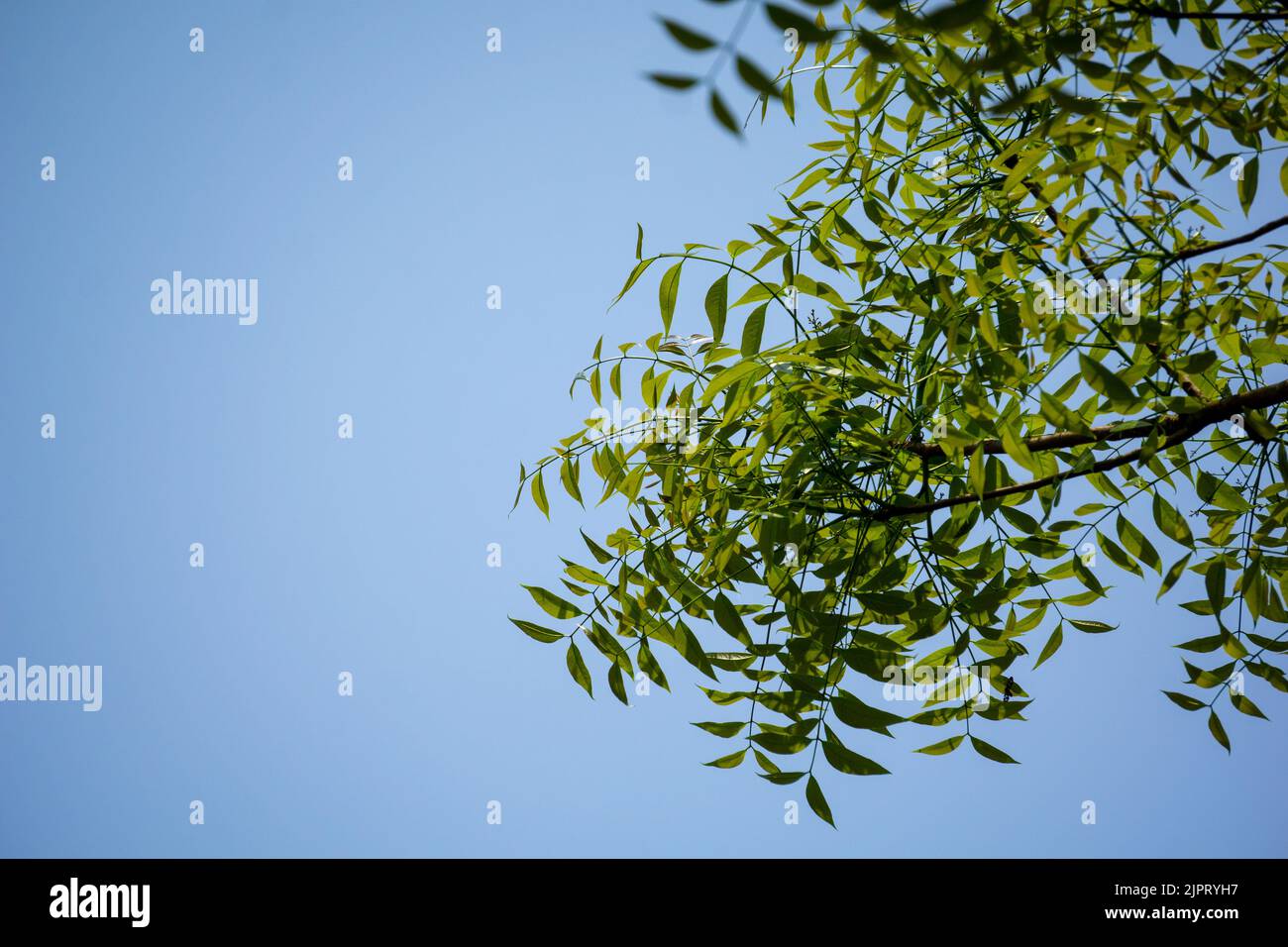 Indian neem tree hi-res stock photography and images - Alamy