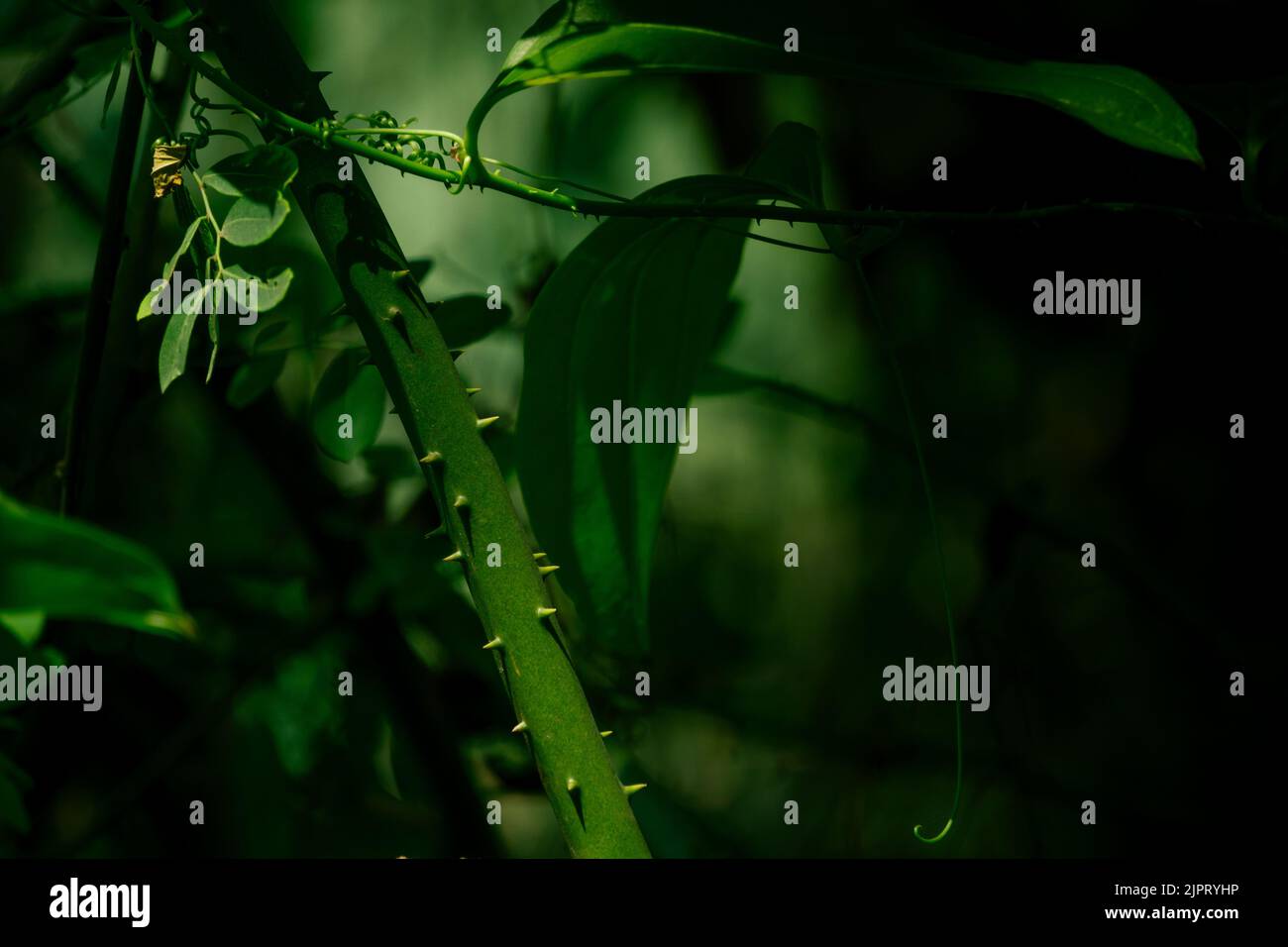 The spiny stem of the underground potato plant Stock Photo - Alamy
