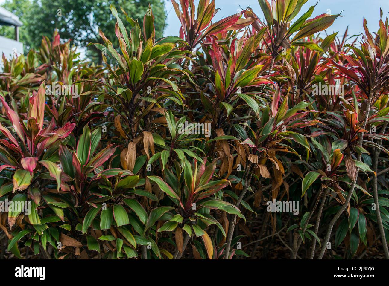 Thick bushes. Natural tropical background nature forest jungle foliage ...
