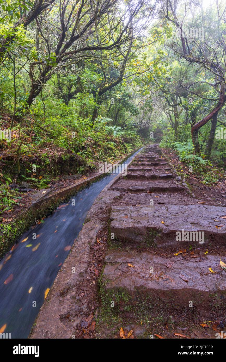 One of the many levadas in Madeira, Portugal Stock Photo - Alamy