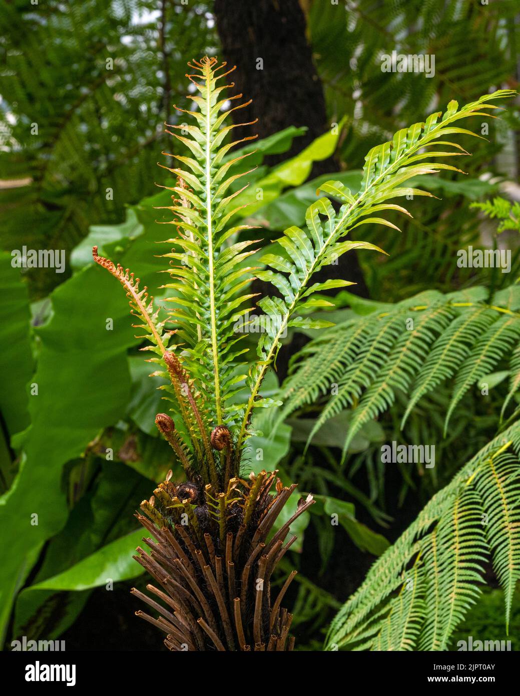 Blechnum gibbum (commonly called Silver Lady) is a ‚hard fern‘ of the ...