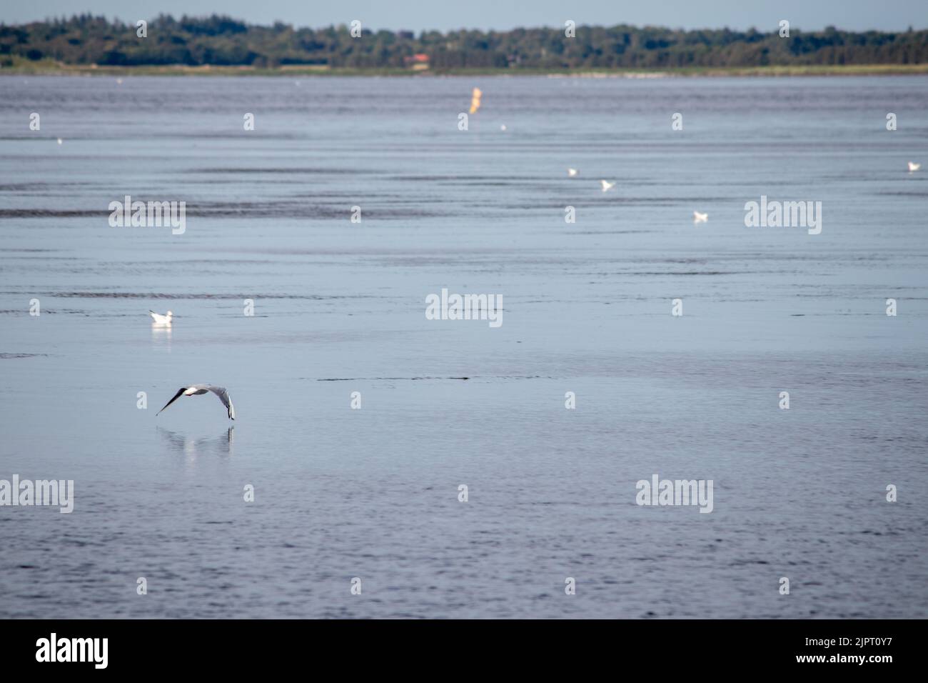 Seagull flying above the lake. Birds flying above the water. Landscape ...