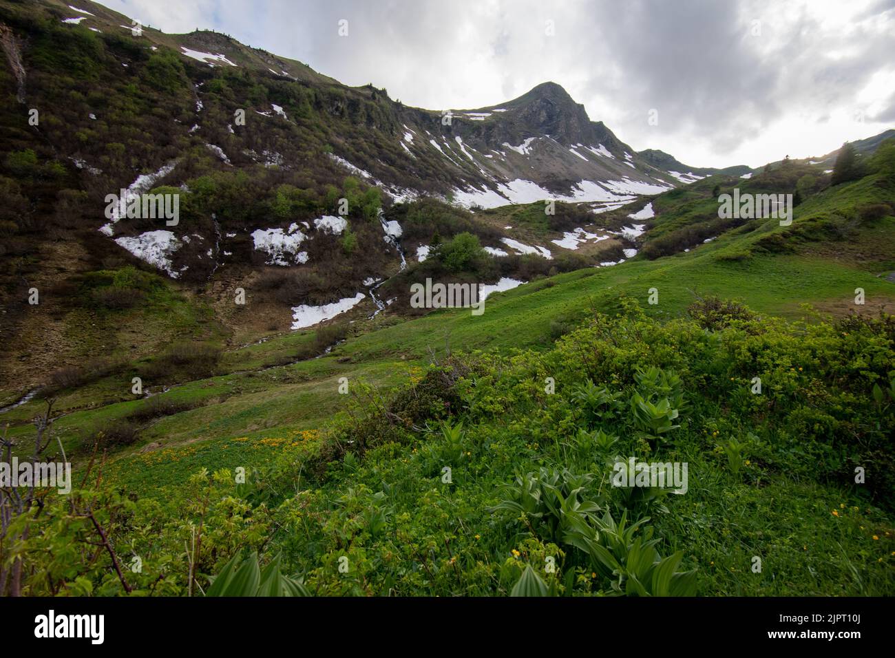 A high mountainous scenery with melting snow, green grass, and bushes ...