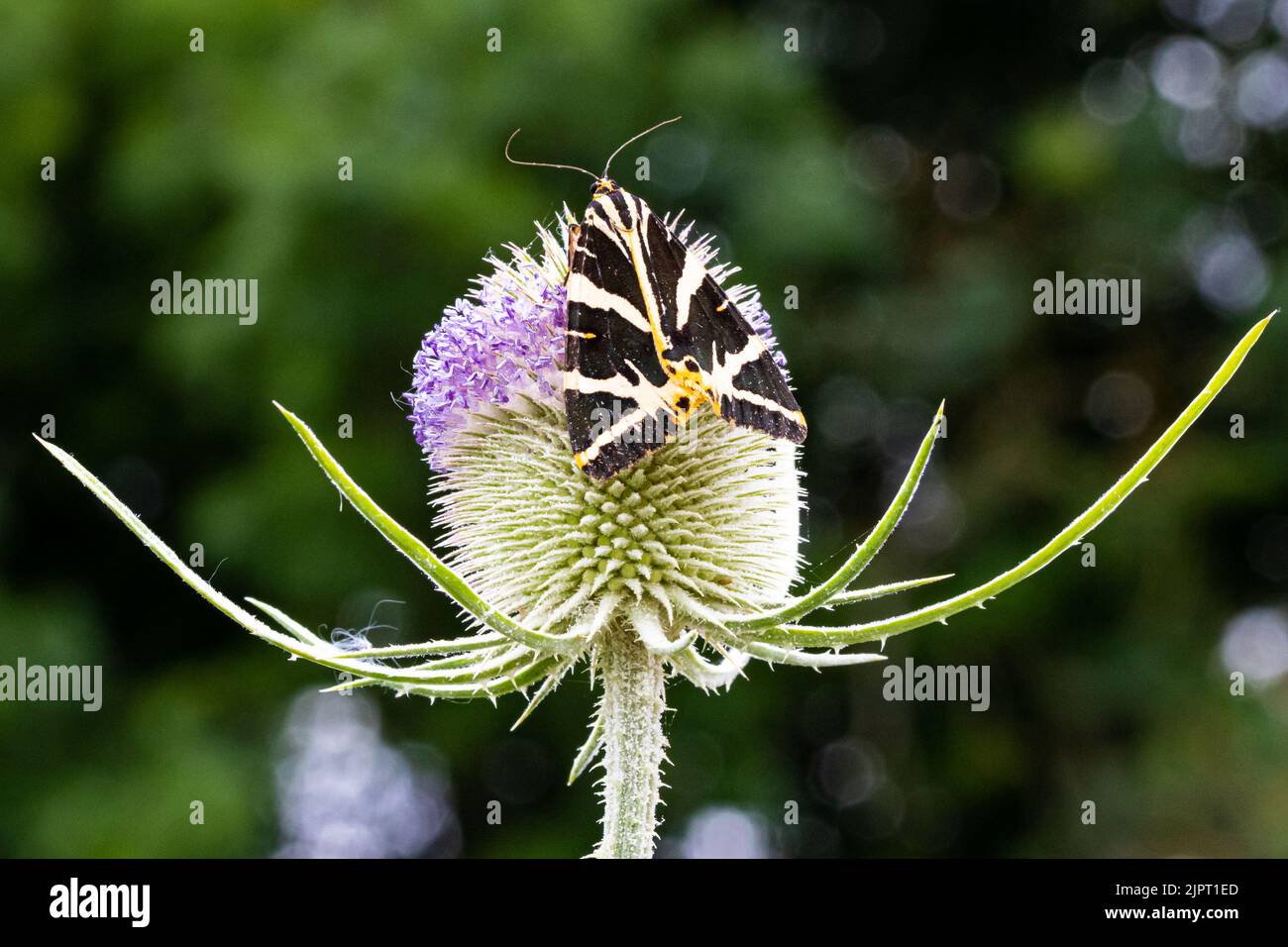 A Jersey Tiger Moth, euplagia quadripunctara, also known as the spanish ...