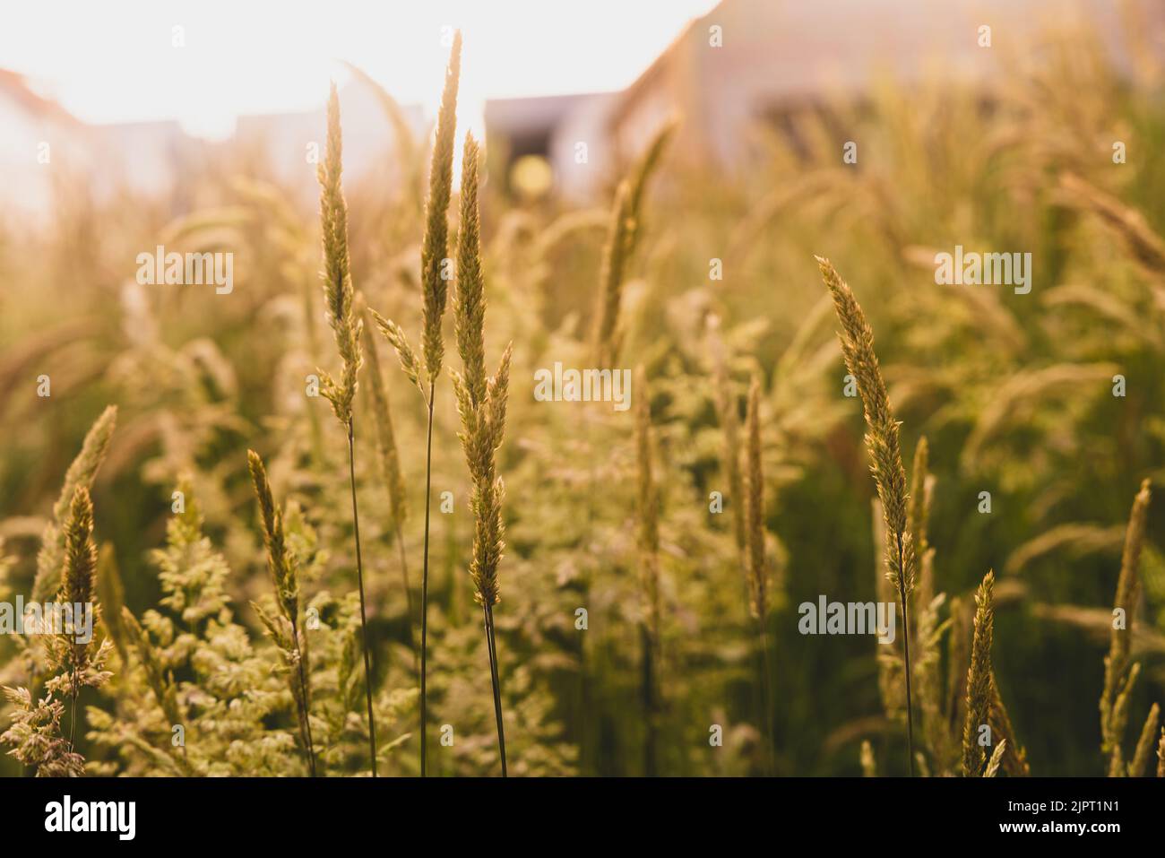 Beautiful soft focused grasses and seidges on beautiful sunny day ...