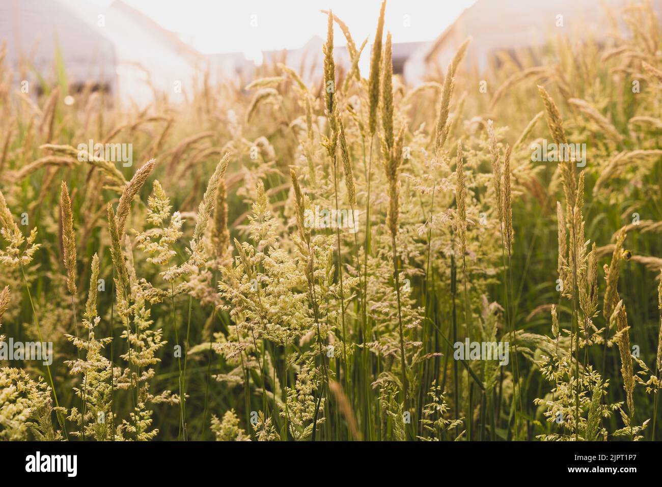Beautiful soft focused grasses and seidges on beautiful sunny day ...