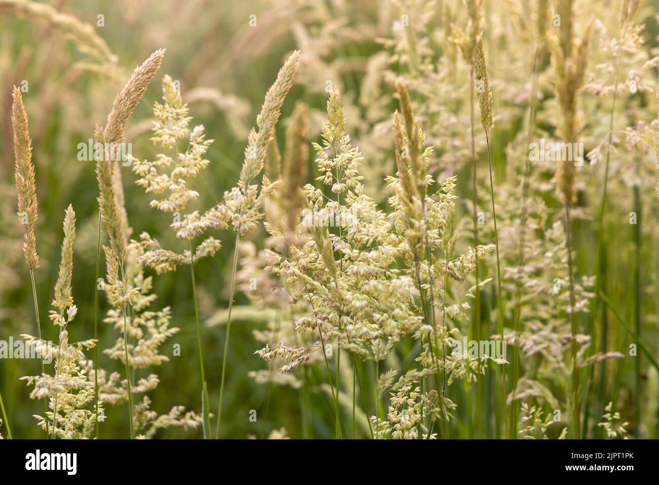 Beautiful soft focused grasses and seidges on beautiful sunny day ...