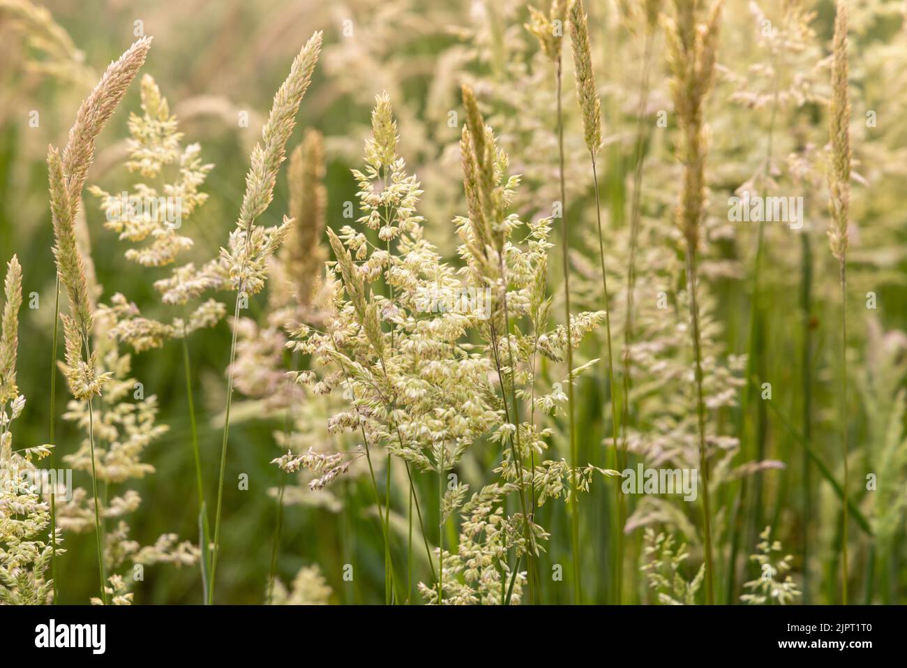 Beautiful soft focused grasses and seidges on beautiful sunny day ...