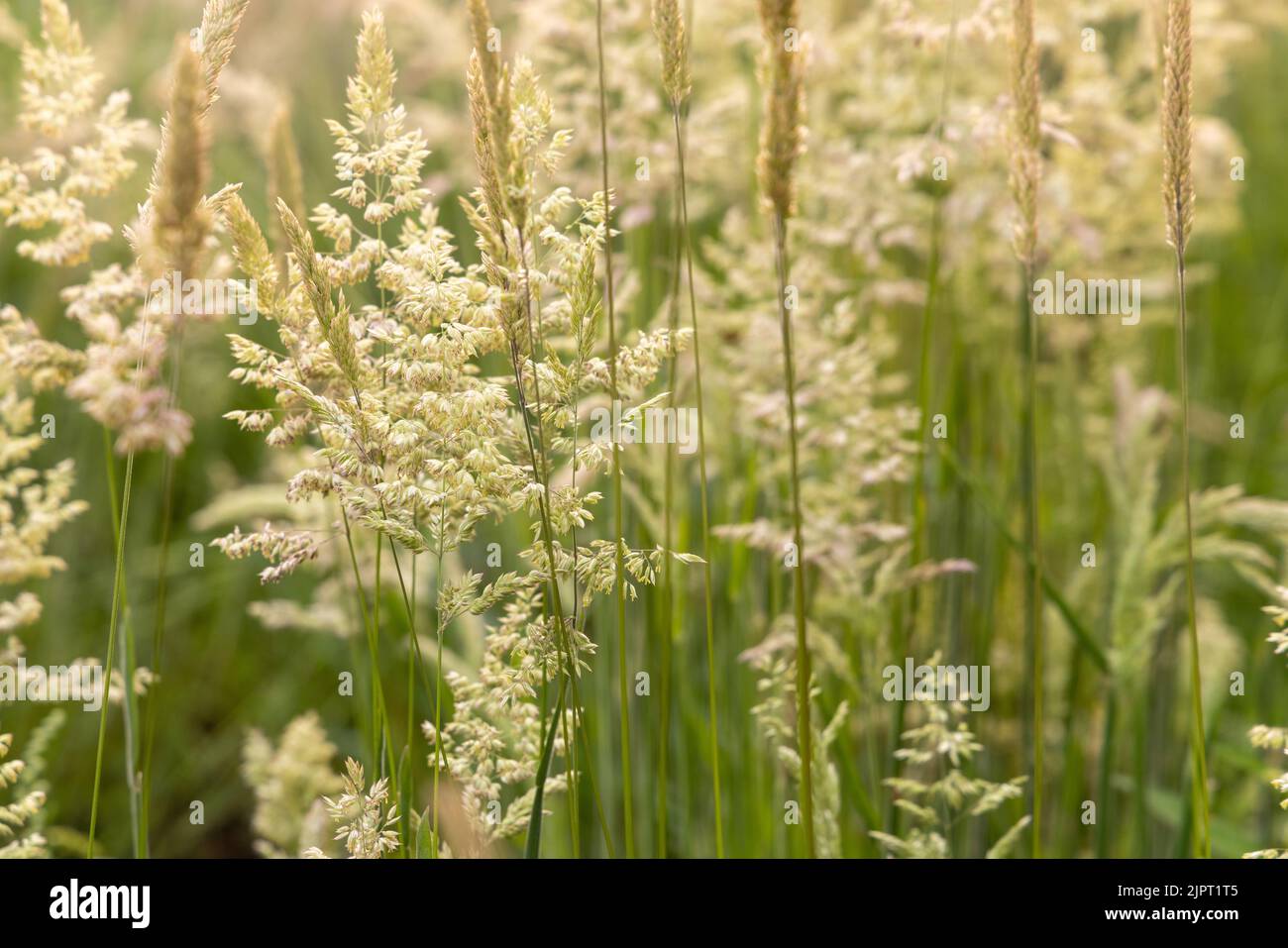 Beautiful soft focused grasses and seidges on beautiful sunny day ...