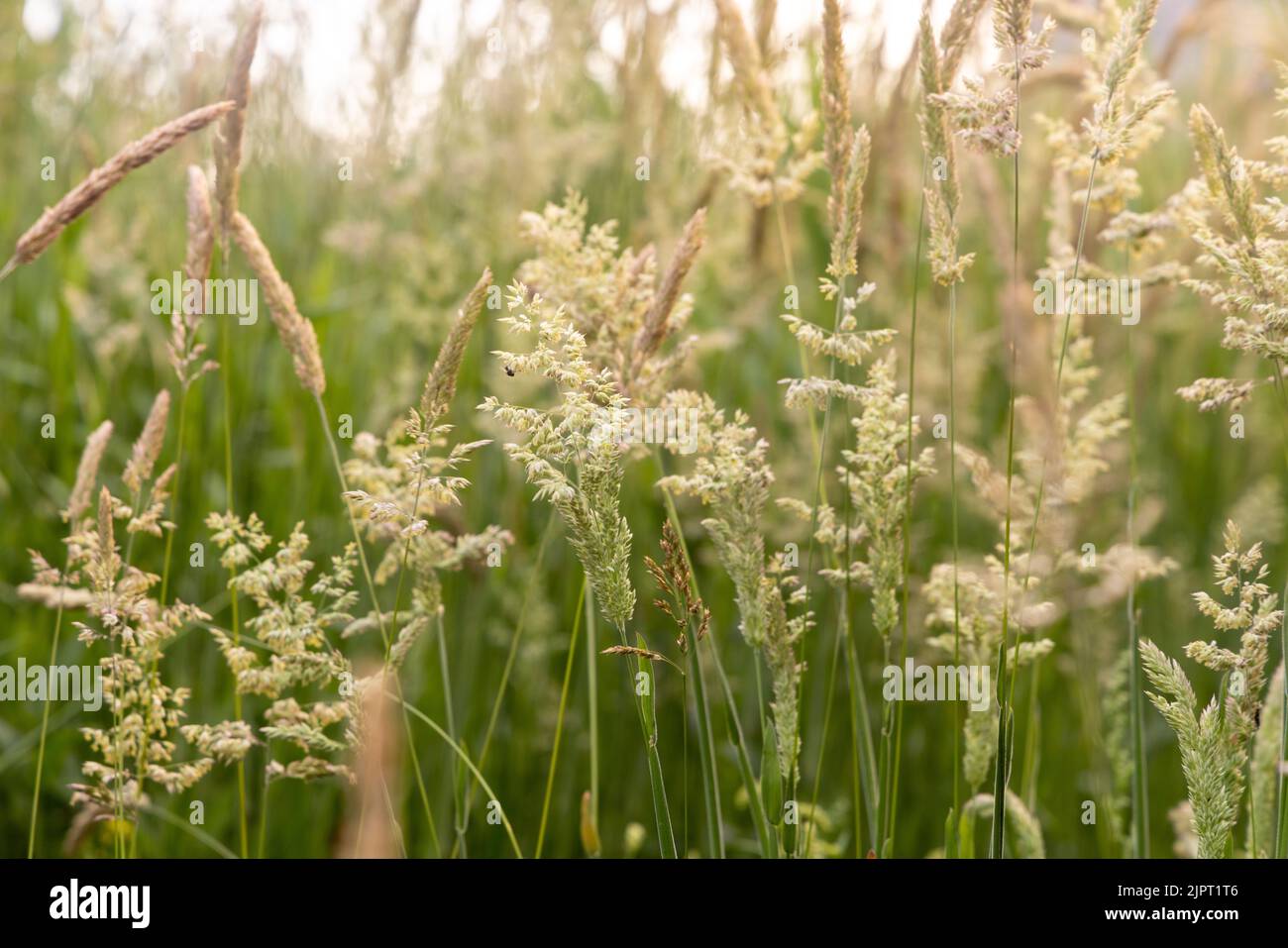 Beautiful soft focused grasses and seidges on beautiful sunny day ...