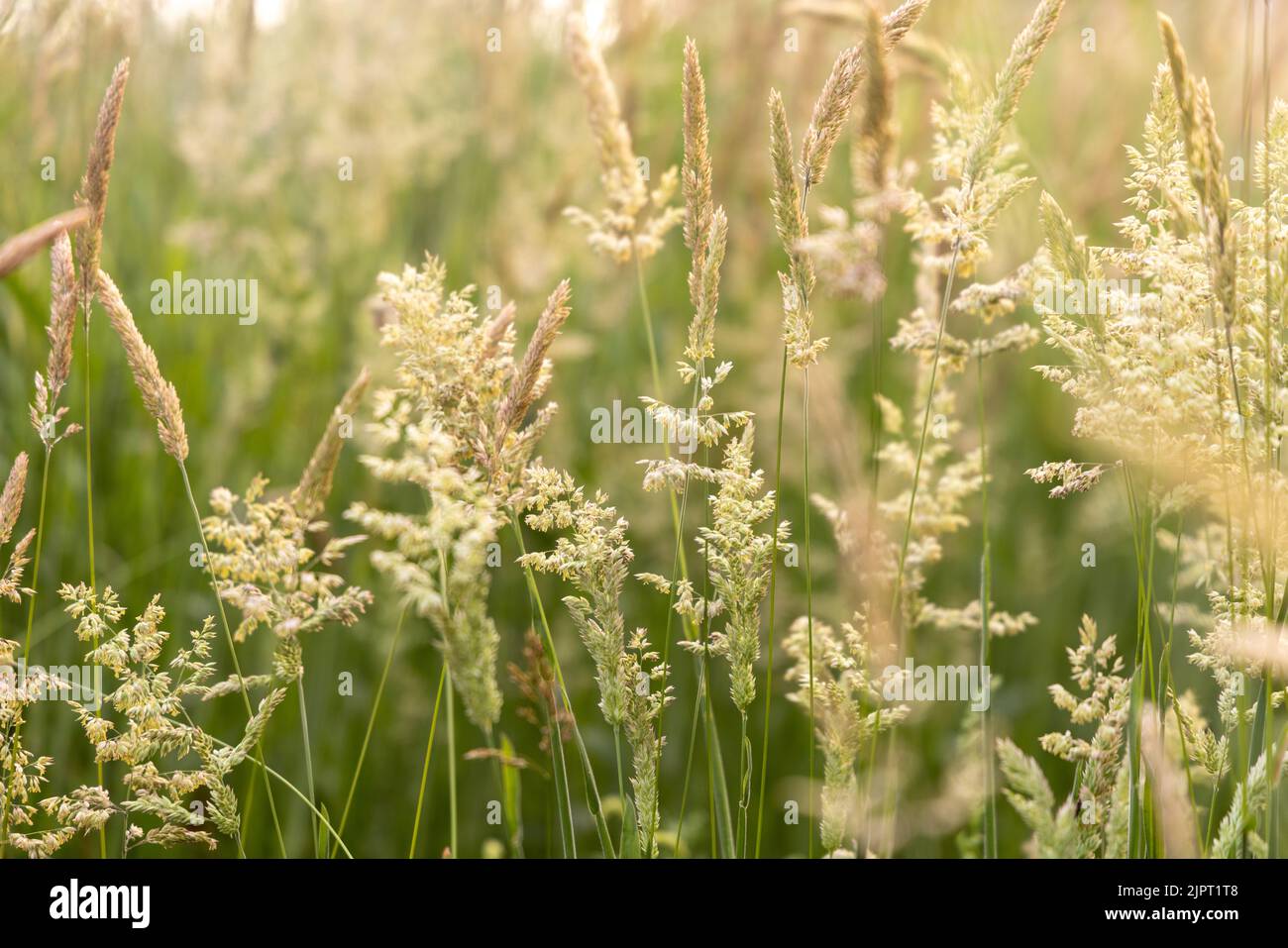 Beautiful soft focused grasses and seidges on beautiful sunny day ...