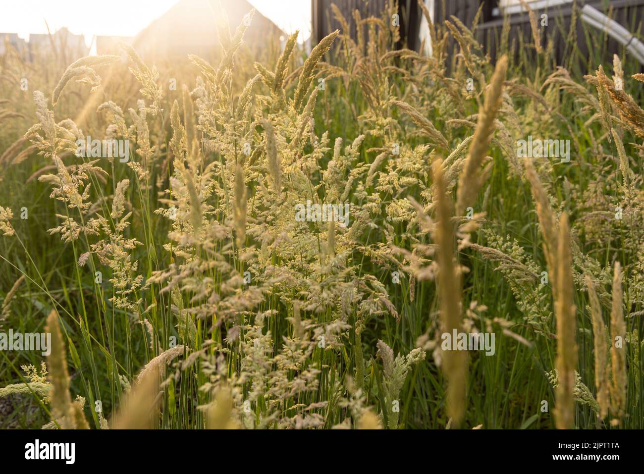 Beautiful soft focused grasses and seidges on beautiful sunny day ...