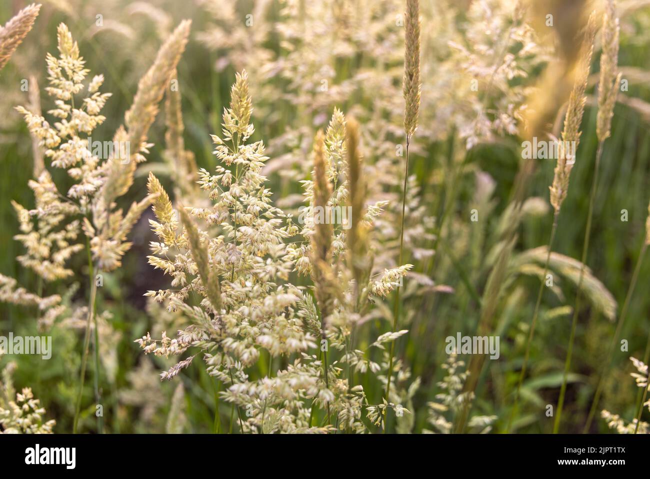 Beautiful soft focused grasses and seidges on beautiful sunny day ...
