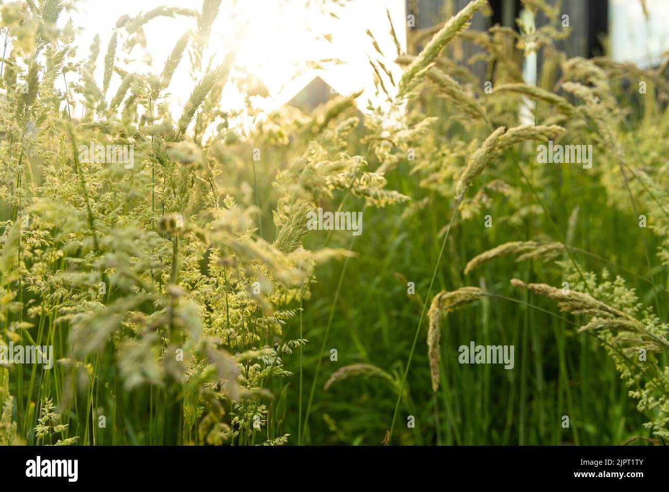 Beautiful soft focused grasses and seidges on beautiful sunny day ...