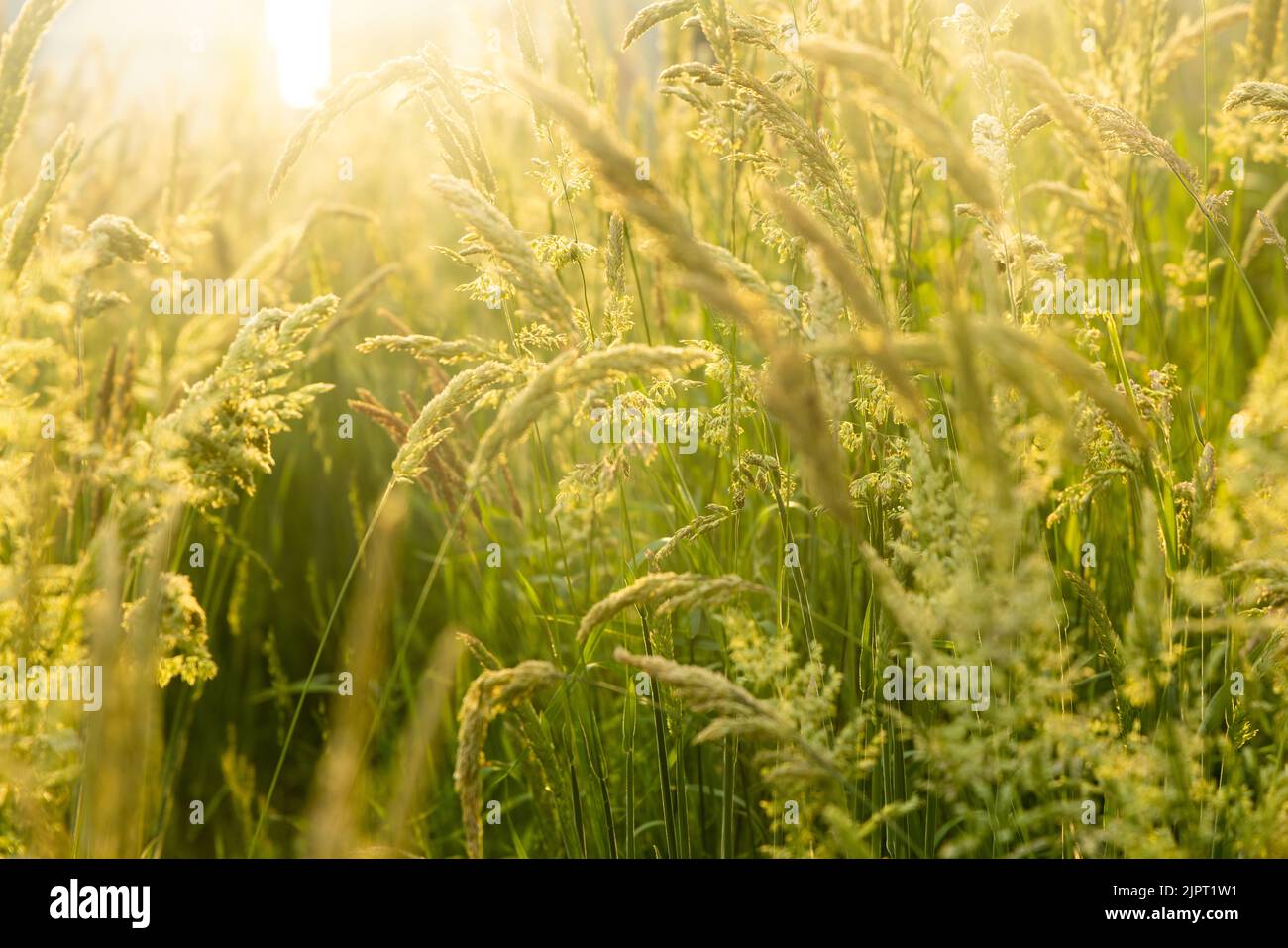 Beautiful soft focused grasses and seidges on beautiful sunny day ...
