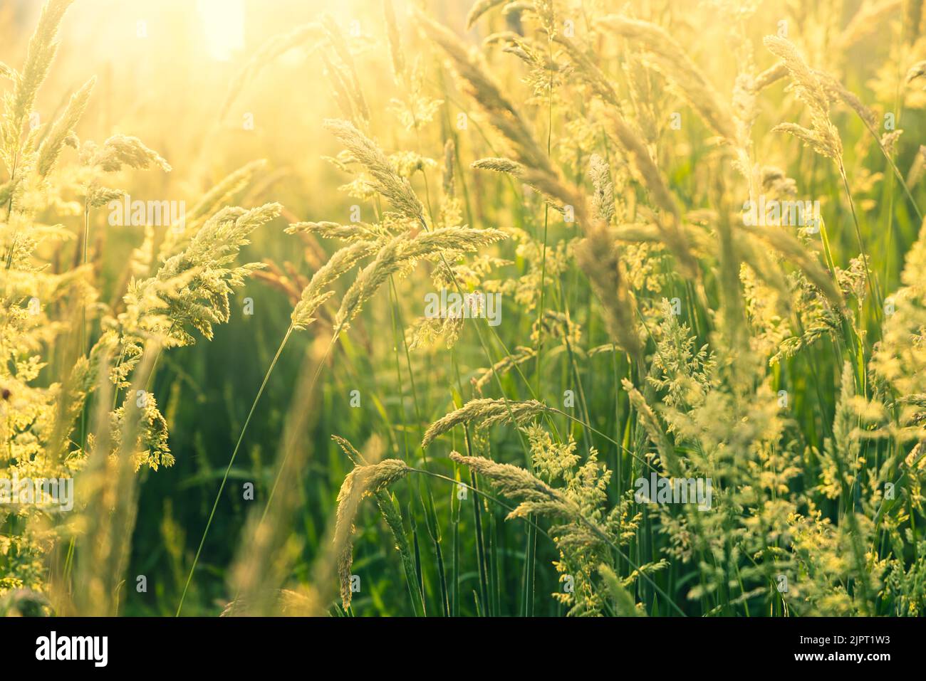 Beautiful soft focused grasses and seidges on beautiful sunny day ...