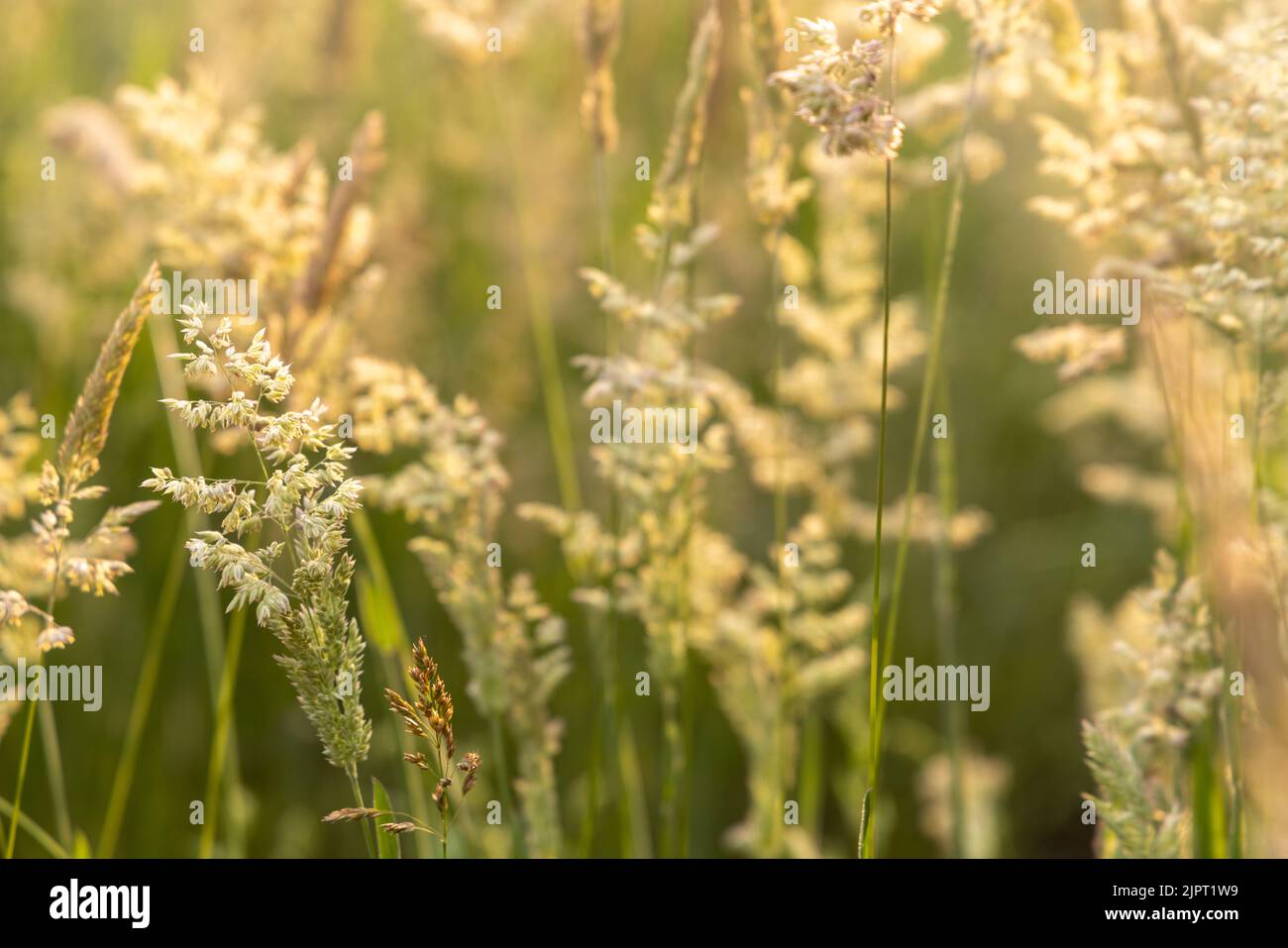 Beautiful soft focused grasses and seidges on beautiful sunny day ...