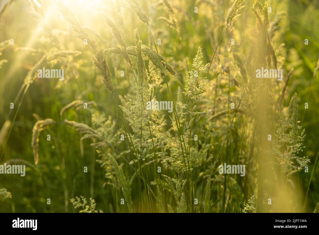 Beautiful soft focused grasses and seidges on beautiful sunny day ...