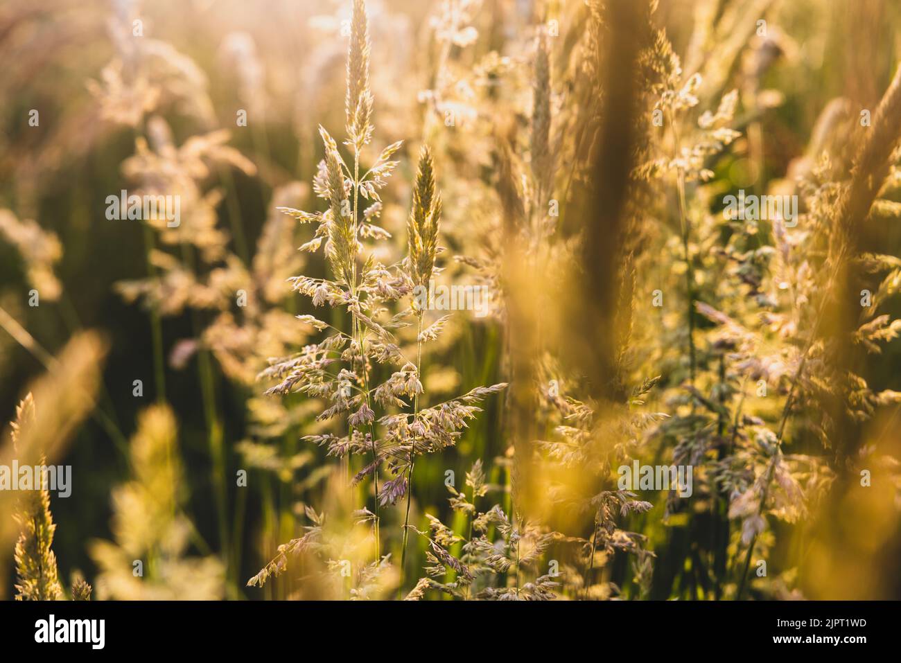 Beautiful soft focused grasses and seidges on beautiful sunny day ...