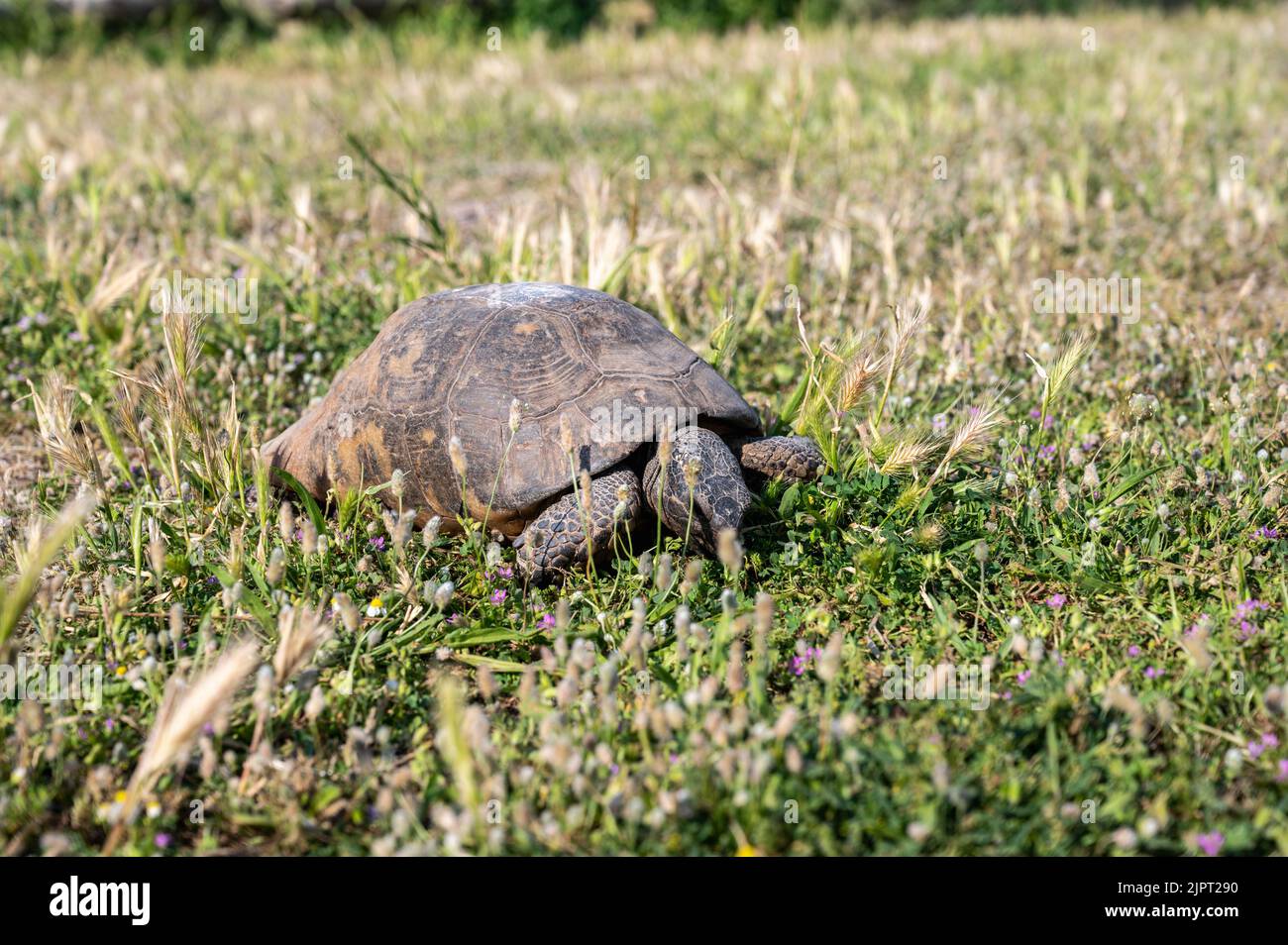African box turtle hi-res stock photography and images - Alamy