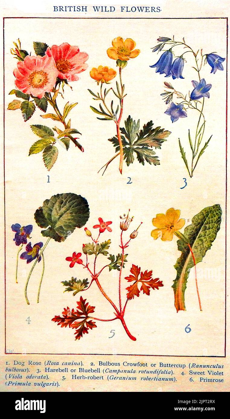 An early British coloured education wild flowers identity chart Stock ...