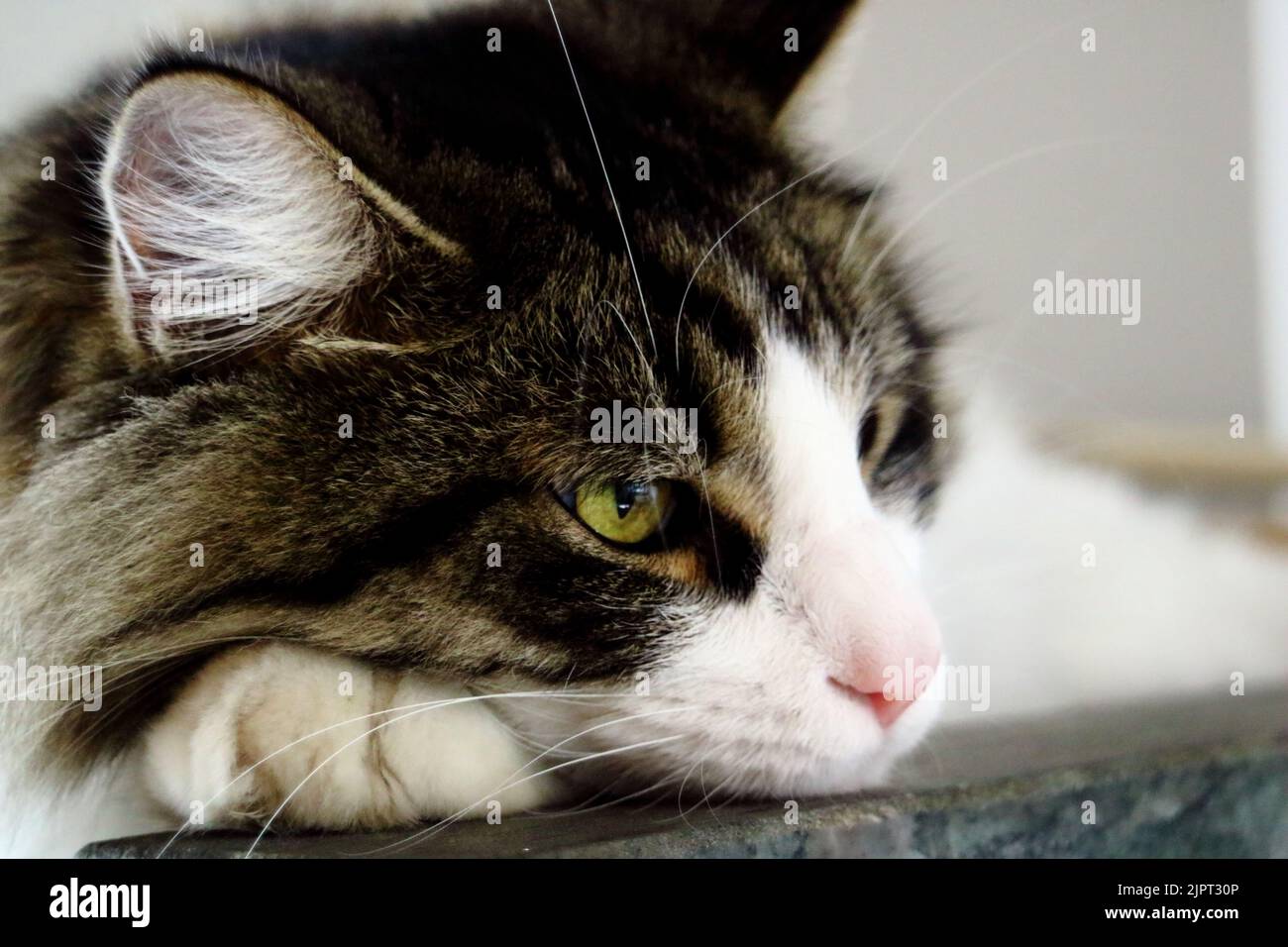 Scruffy cat close up hi-res stock photography and images - Alamy