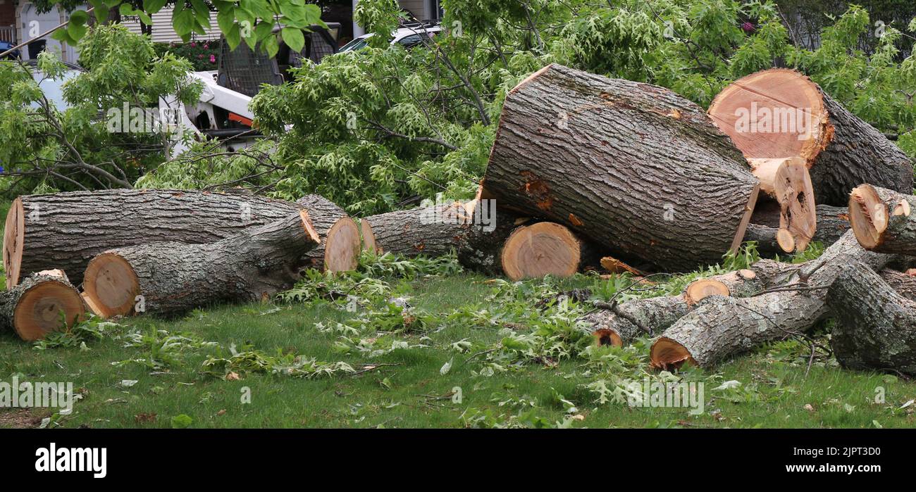 Many large pieces of a tree trunk and branches are lying on a ...