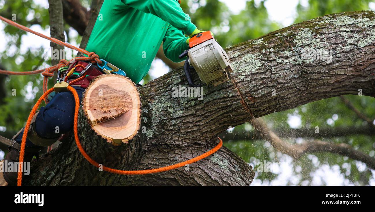 A landscaper is cutting down a tree sitting on a large branch using a ...